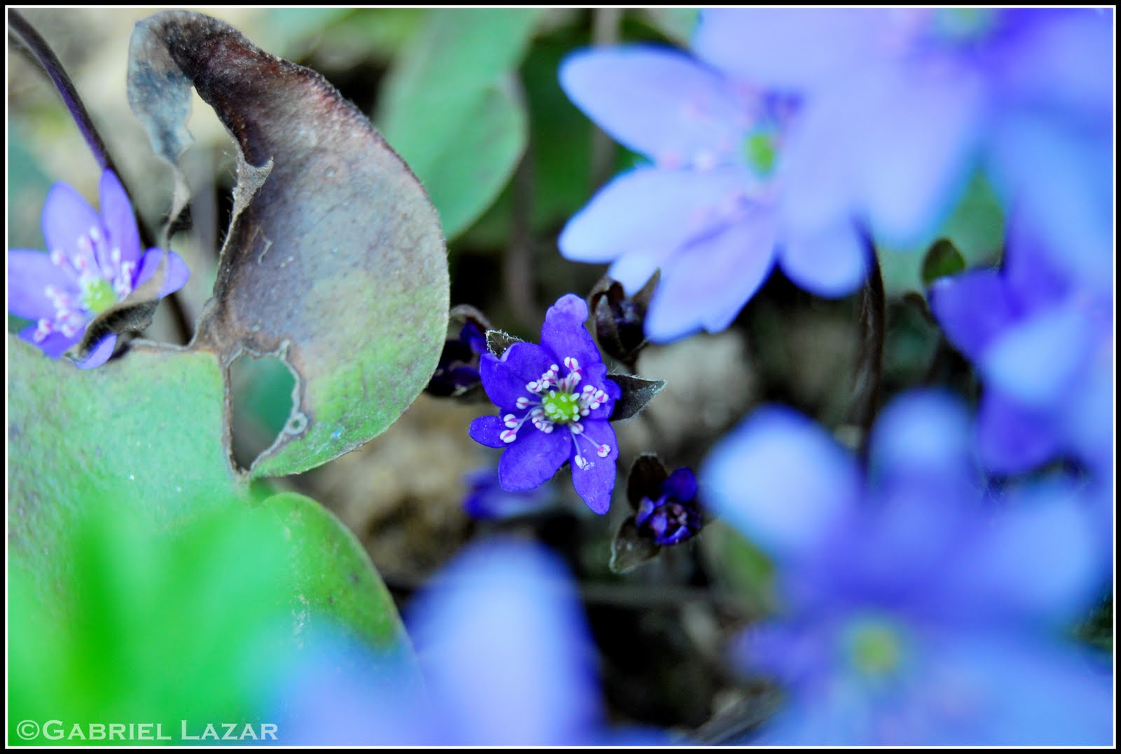 Gabriel Lazar Photography: Florile Primăverii: Viorele