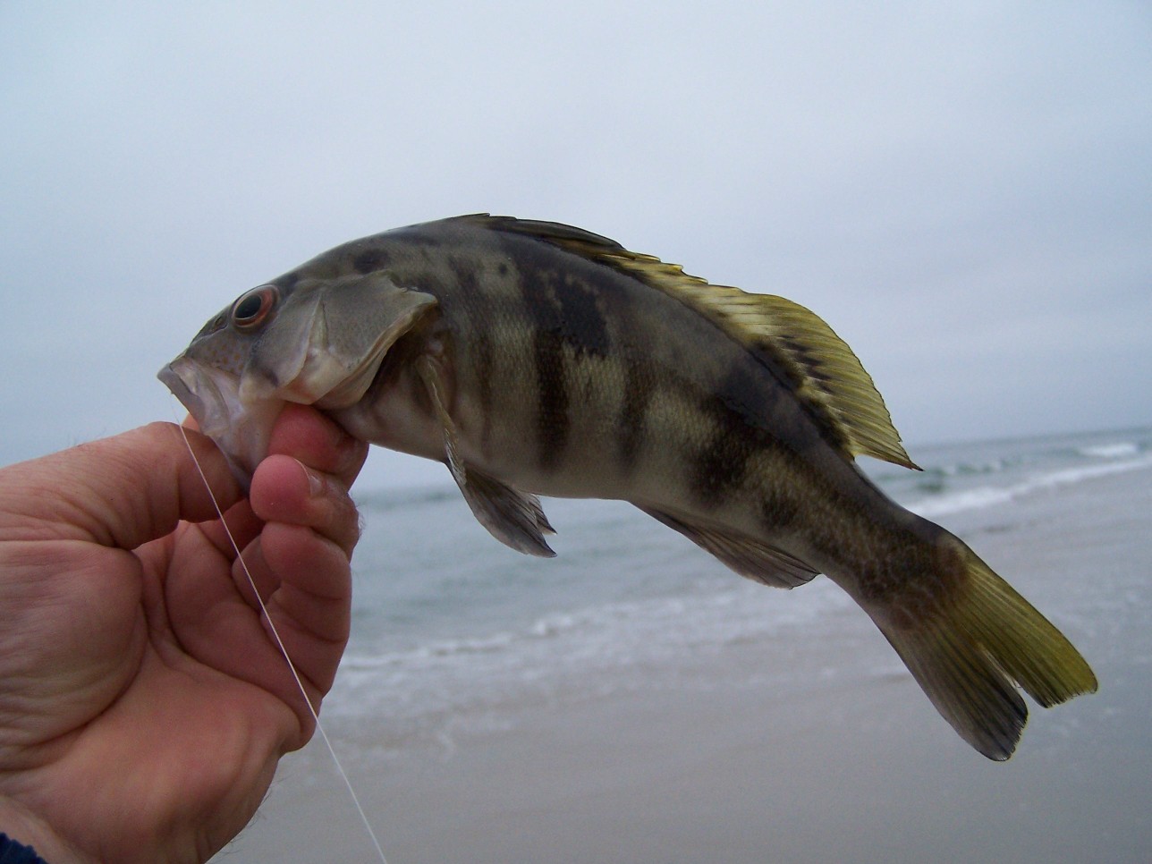 Surf Fishing Report: May 2010