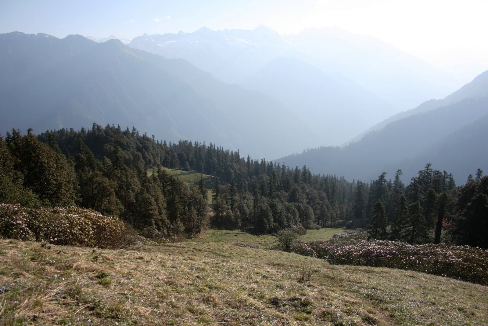 Beautiful Himachal: Dhela Thatch ( alpine pasture) of Great Himalayan ...