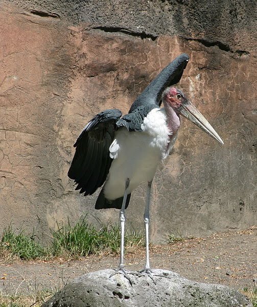 Real Monstrosities: Marabou Stork