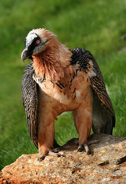 Real Monstrosities: Old World Vultures