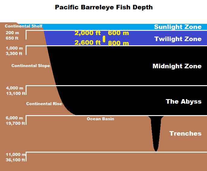 Barreleye Fish Diagram