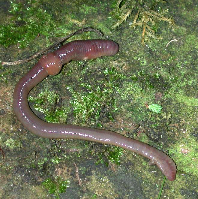 Real Monstrosities: A Wonderful/Worrisome World of Worms