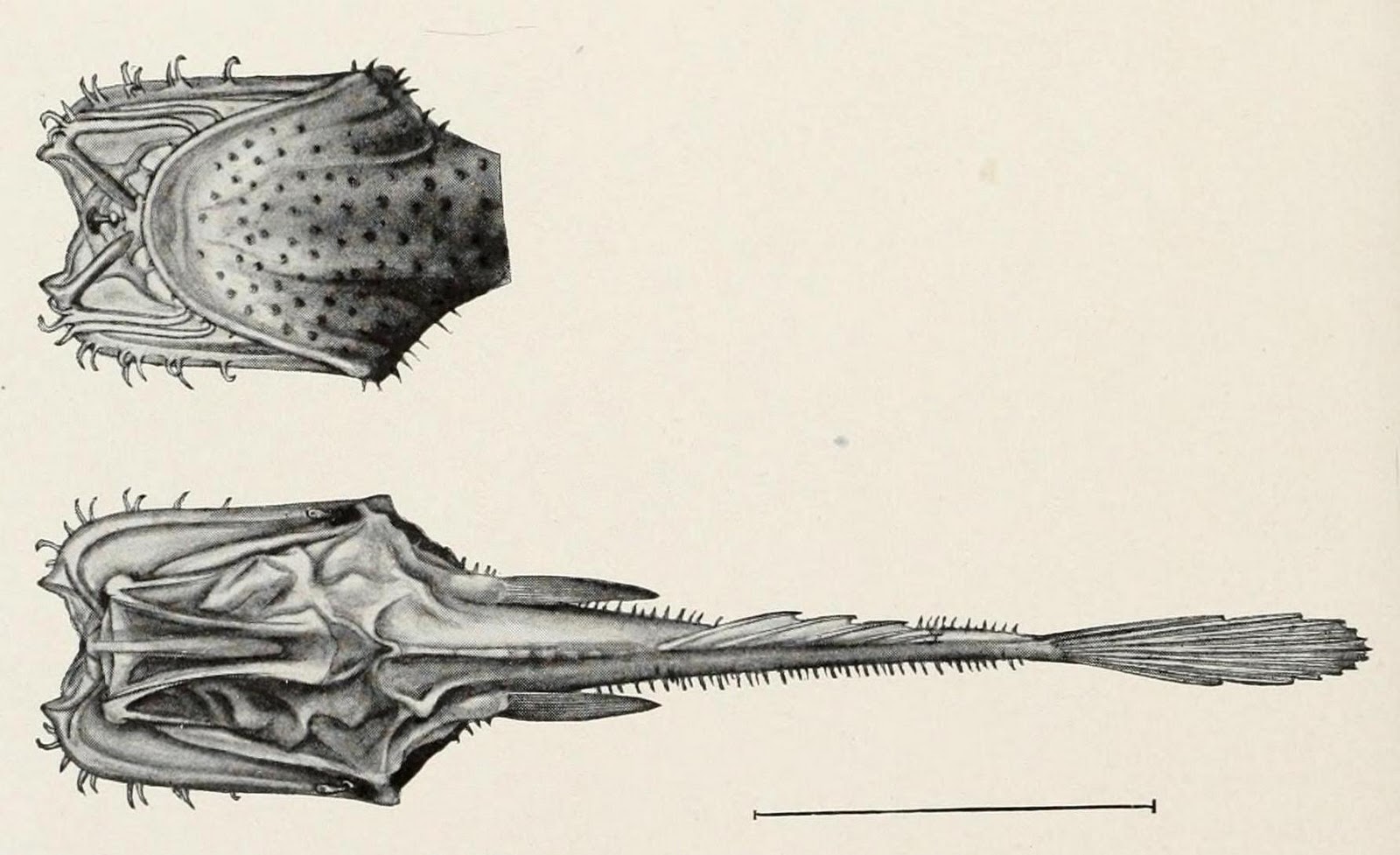 My LIfe And My World: THE WOLF-TRAP ANGLERFISH