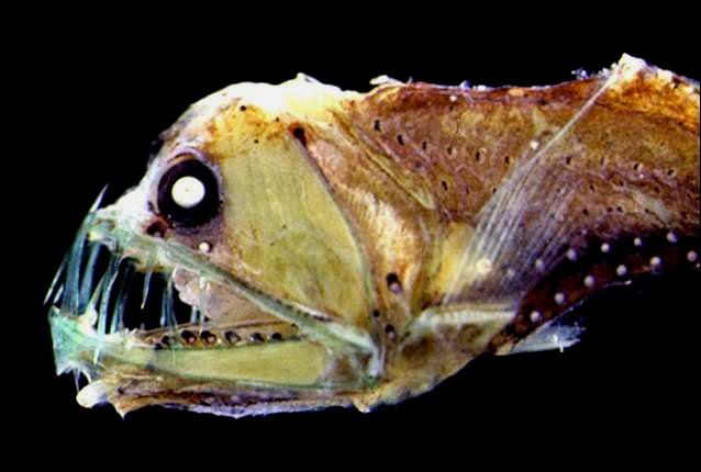 Real Monstrosities: Sloane's Viperfish