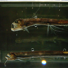 Real Monstrosities: Sloane's Viperfish