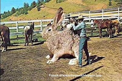 Terkini Bersama: Gergasi / Giant