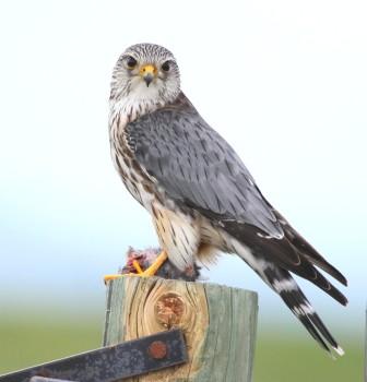 Tom Hince - Adventures with Birds & other stuff: ALBERTA - DAY 1
