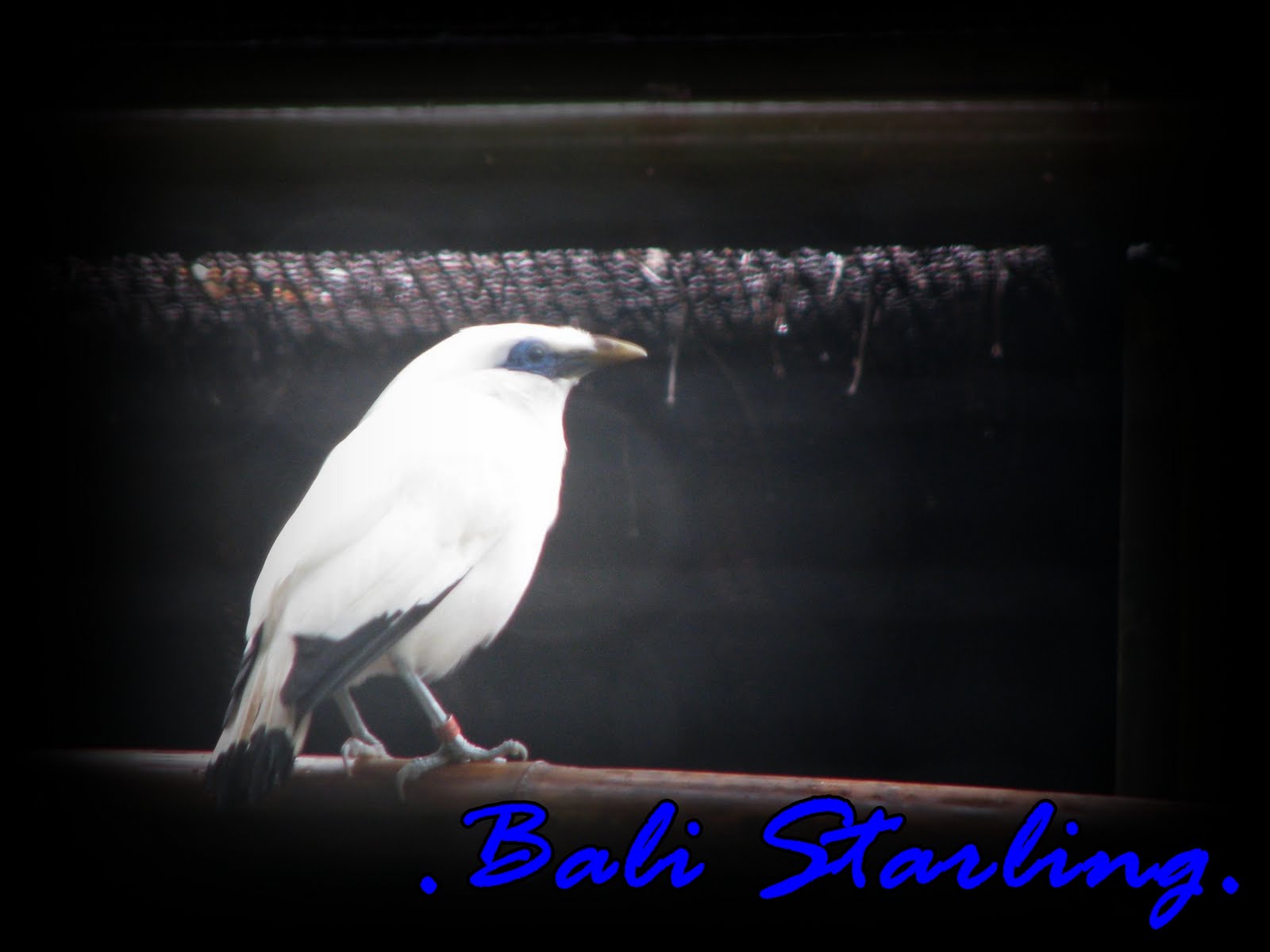 FLORA AND FAUNA INDONESIA: Bali Starling ( Jalak Bali )