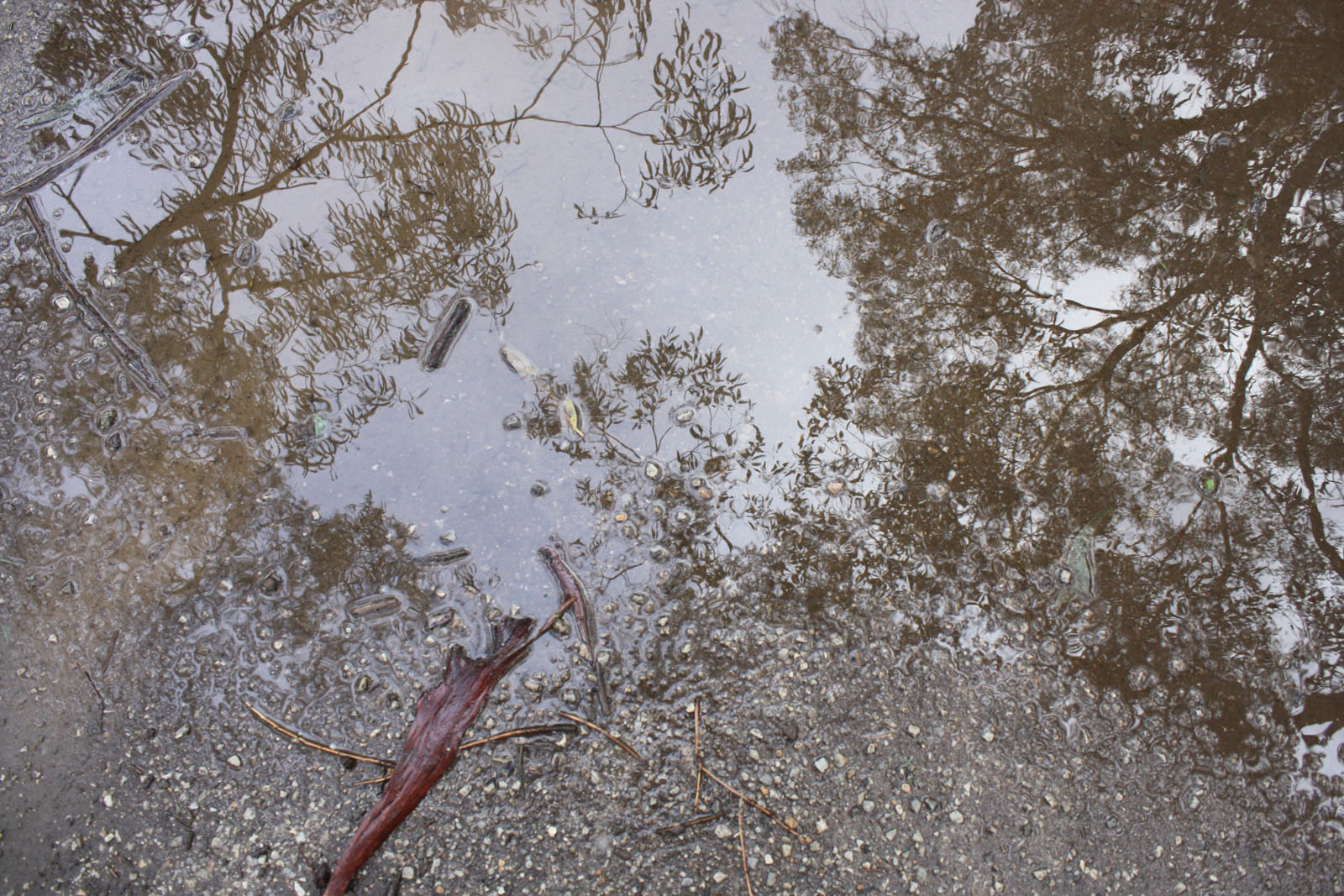 Allegra Photography: Puddle Reflections