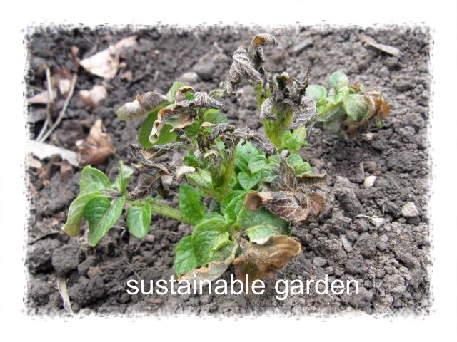 sustainable garden: frost damage on potatoes