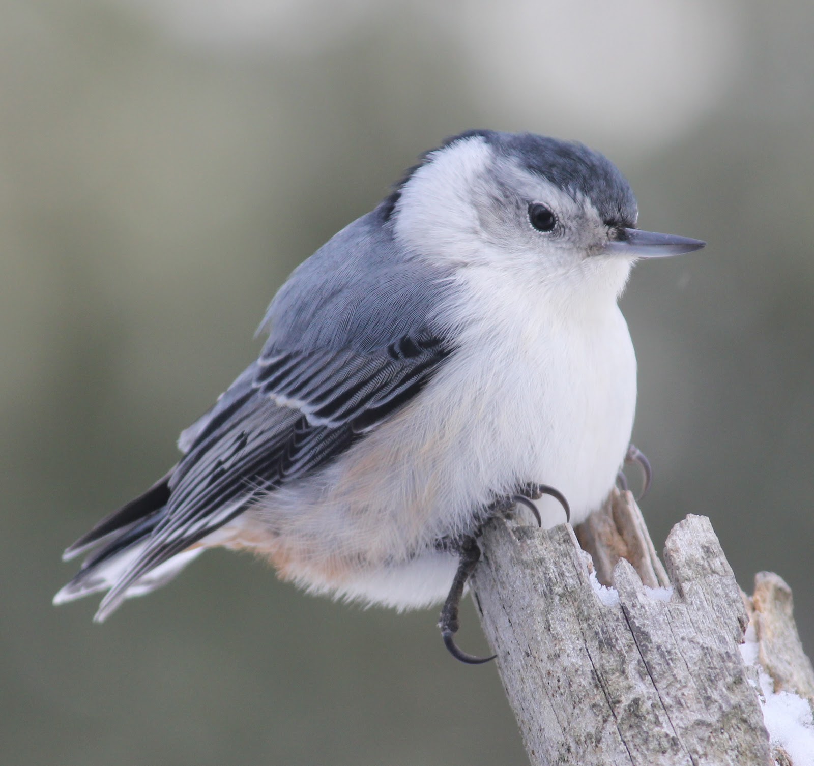 Protection Farm Journal: A Jar of Nuthatches