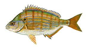 Fish of the Day: Pinfish