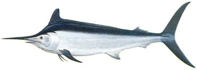 Fish of the Day: Black Marlin