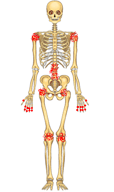 Los Huesos: Articulaciones