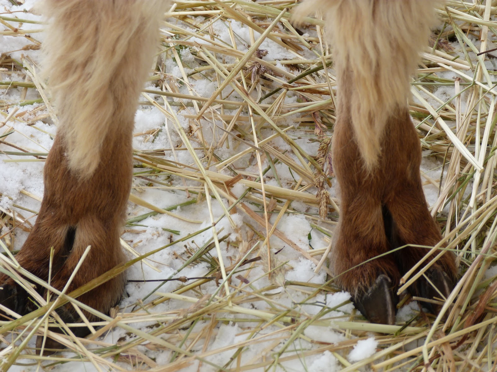 Serena, the Unflappable Alpaca: Eye to Eye and Nose to Nose
