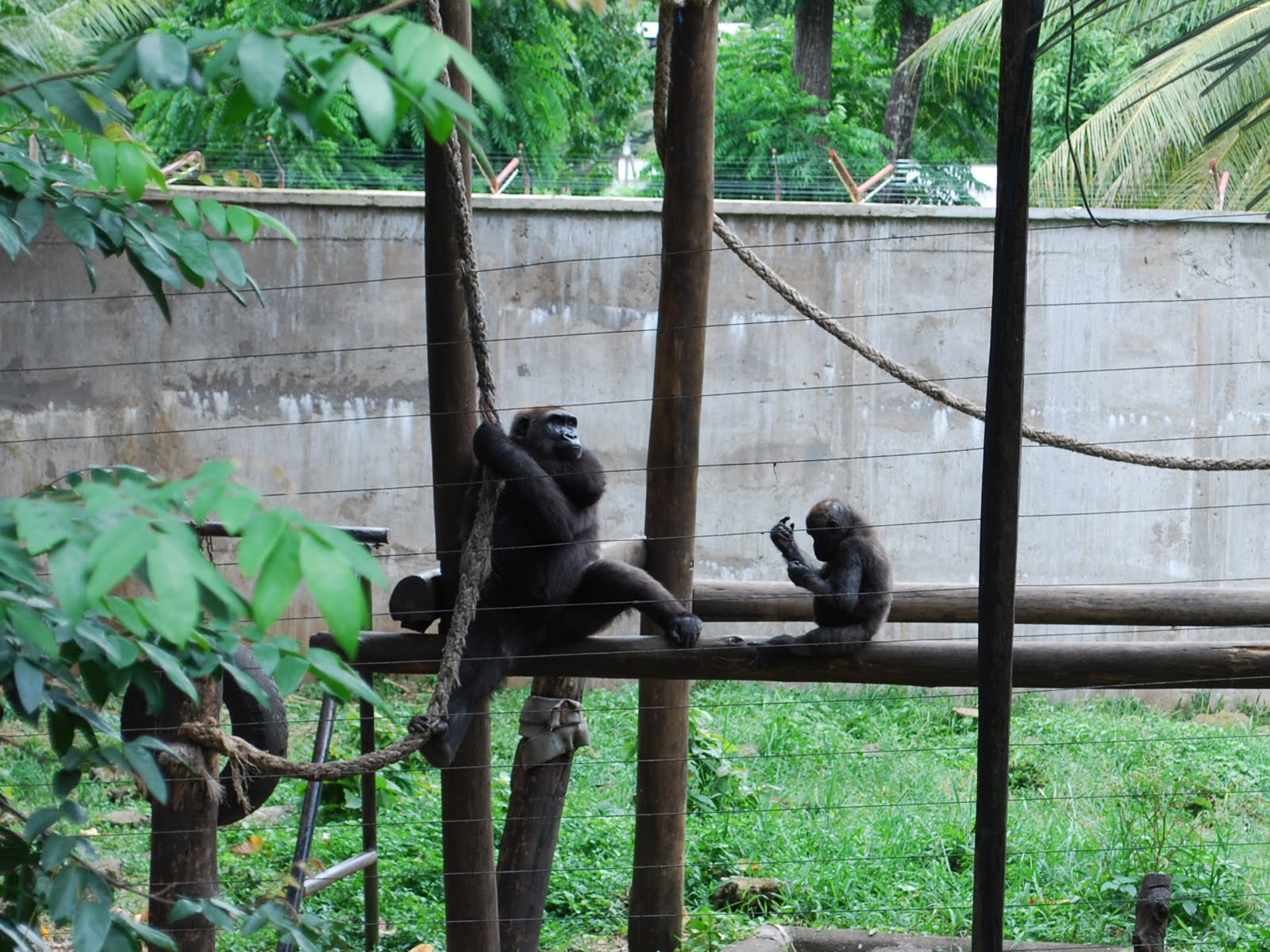 Pointe-Noire: Vacances Cameroun, Le zoo de Limbé