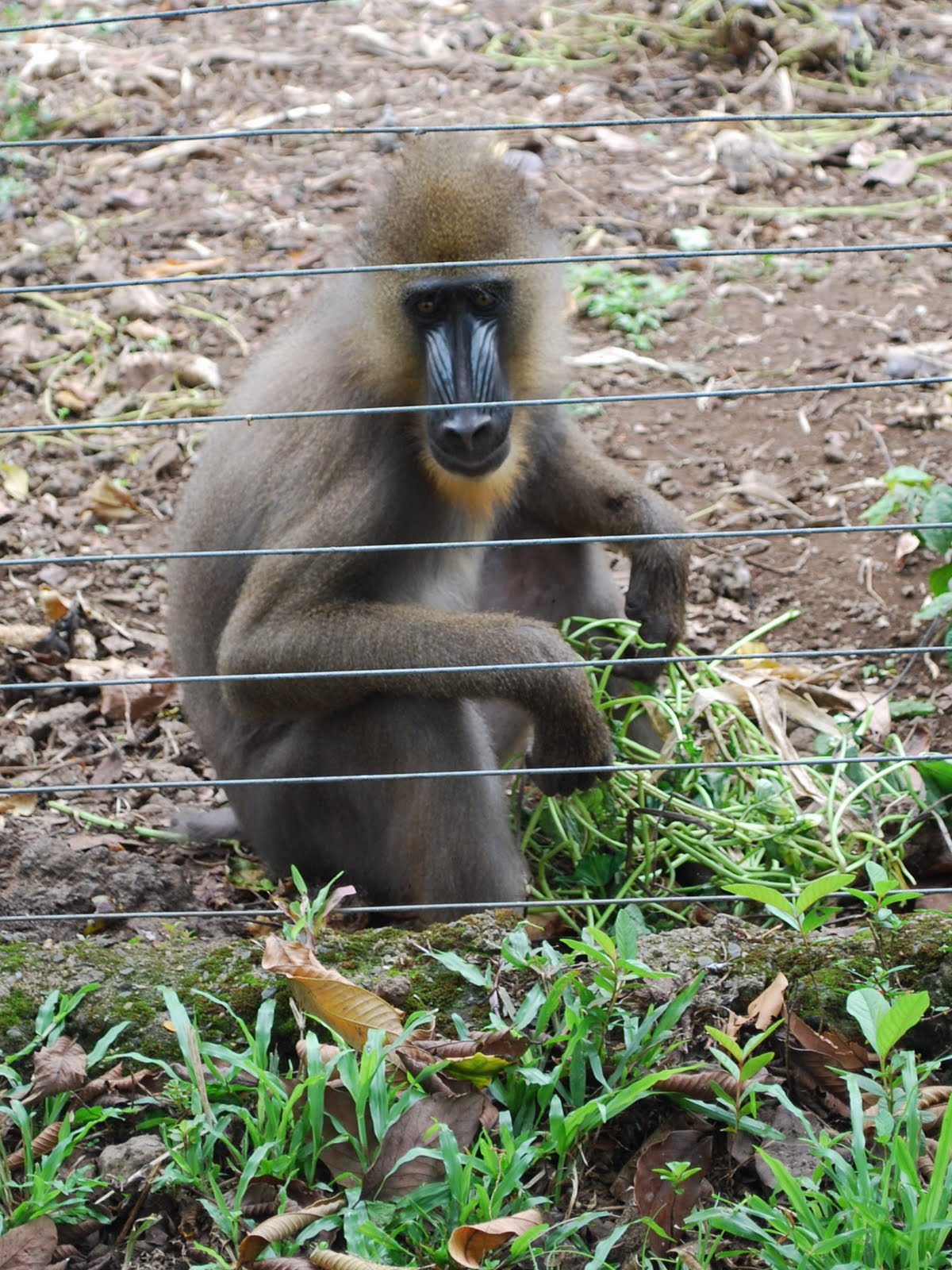 Pointe-Noire: Vacances Cameroun, Le zoo de Limbé