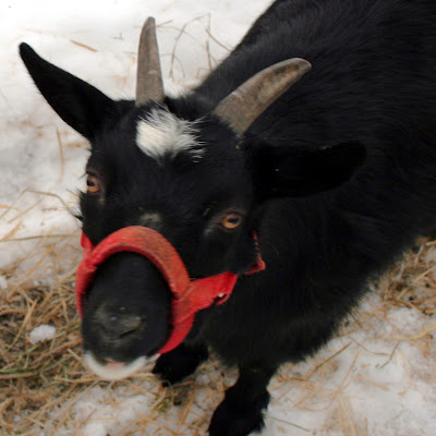 The Maaaaa of Pricilla: Interview with Abby the Goat - The Publicist ...