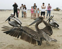 Pelicans to Come Off Endangered Species List - International Bird Rescue