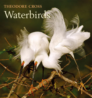 Theodore Cross and his pursuit Of 'Waterbirds' - International Bird Rescue