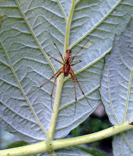 Arachnerds: Money Spiders - Linyphiidae