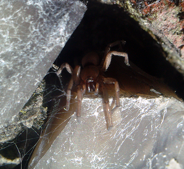 Arachnerds: Stone Spiders - Drassodes sp.