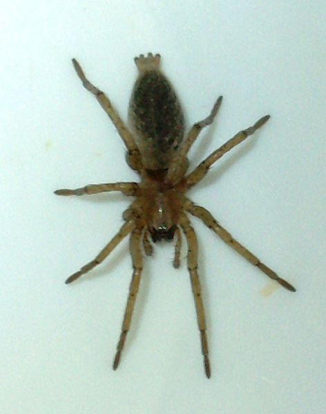 Arachnerds: Stone Spiders - Drassodes sp.