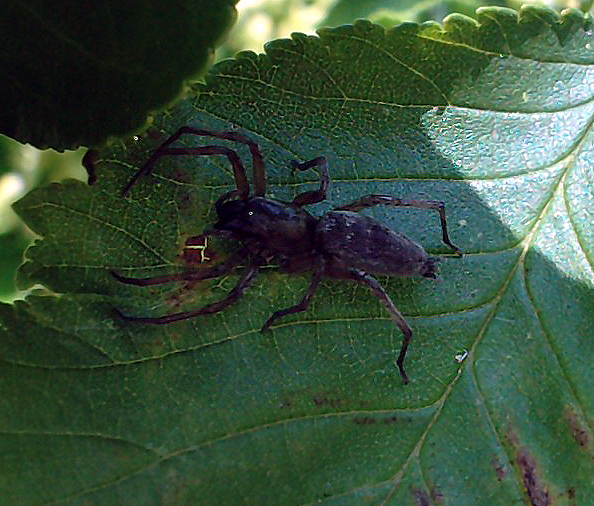 Arachnerds: Stone Spiders - Drassodes sp.
