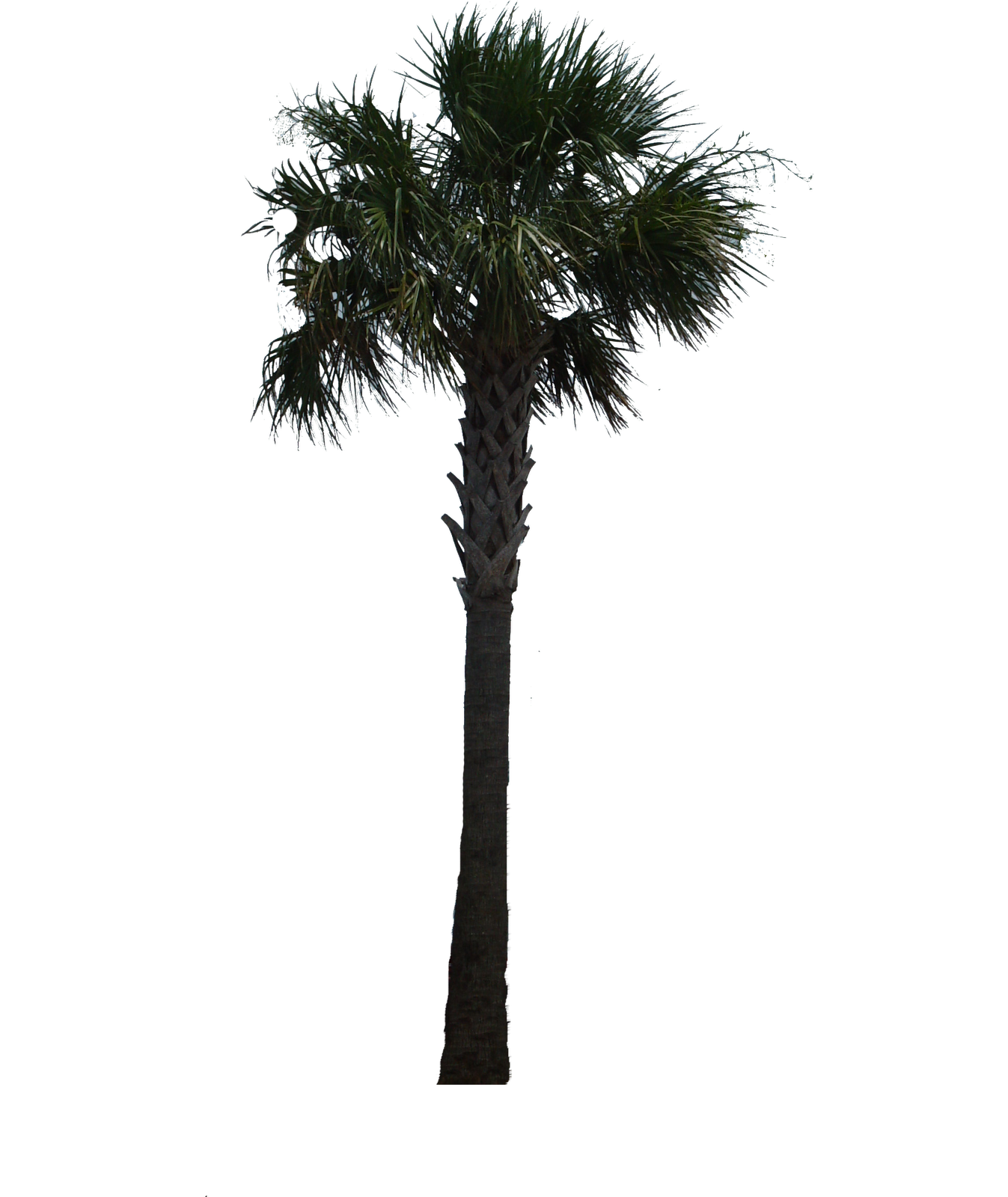 Trees Palm1