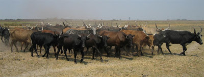 Chad in Zambia: 04. A Millionaire