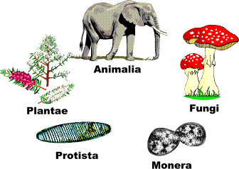 zHomeschooler's Resources: Biology 101, Chapter 1, Introduction: Life ...
