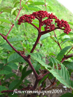Flowers in Singapore: Leea rubra