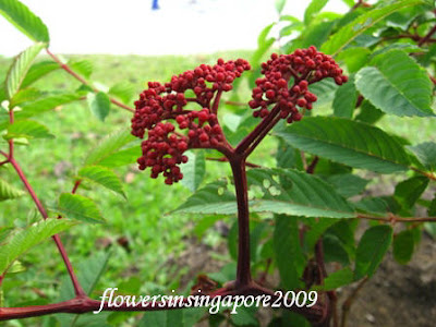 Flowers in Singapore: Leea rubra