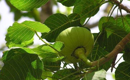 Flowers in Singapore: Hura crepitans (Sandbox Tree, Possumwood, Jabillo)