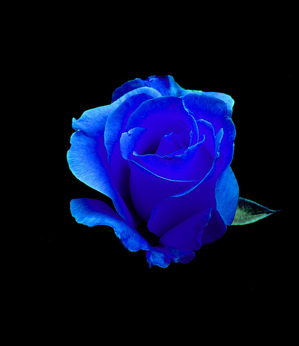 Gif rosa azul - Imagui