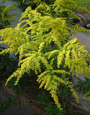 Prairie Rose's Garden: A Weed By Any Other Name...