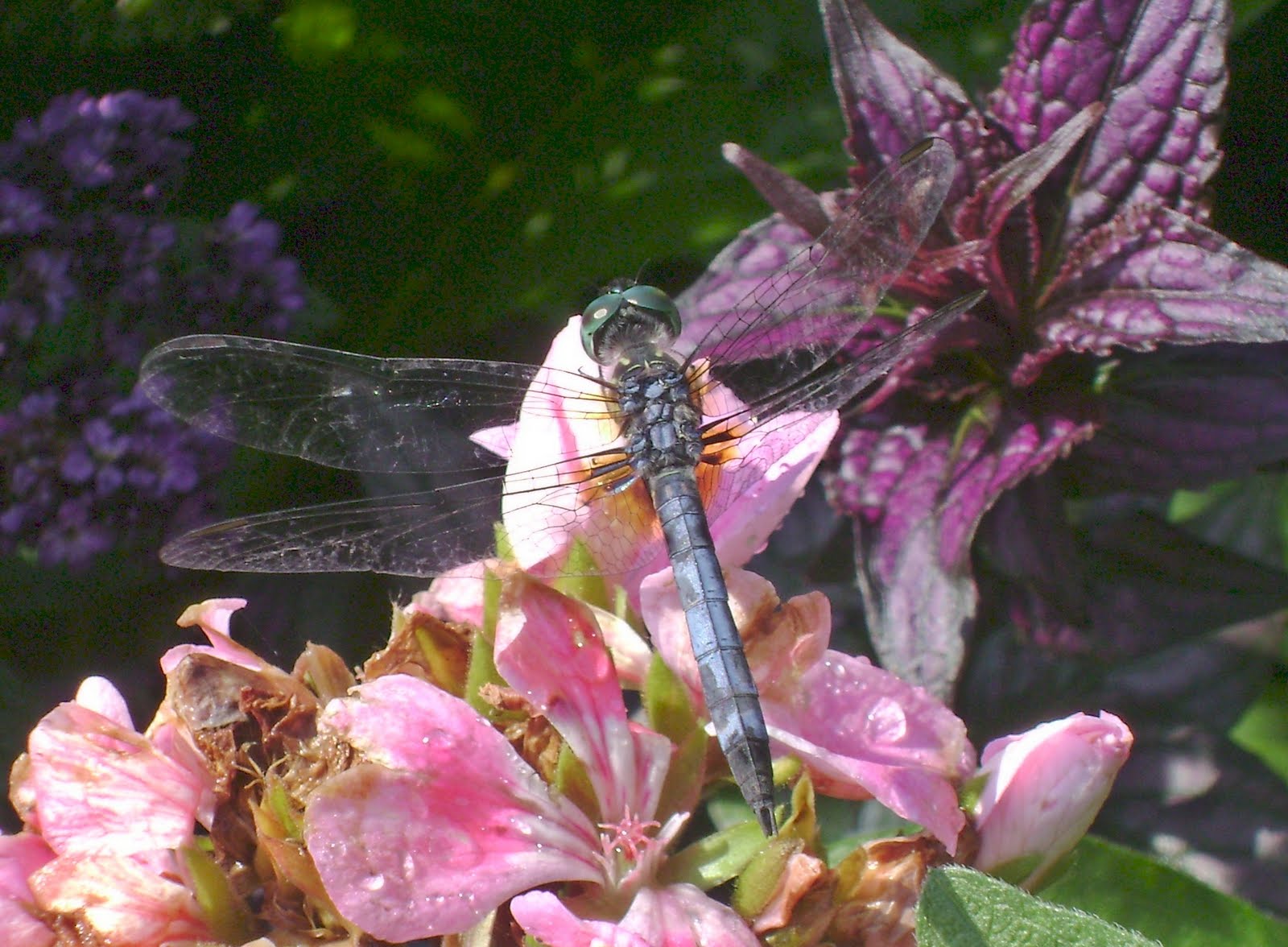 Prairie Rose's Garden: ABC Wednesday: "Why I Garden"