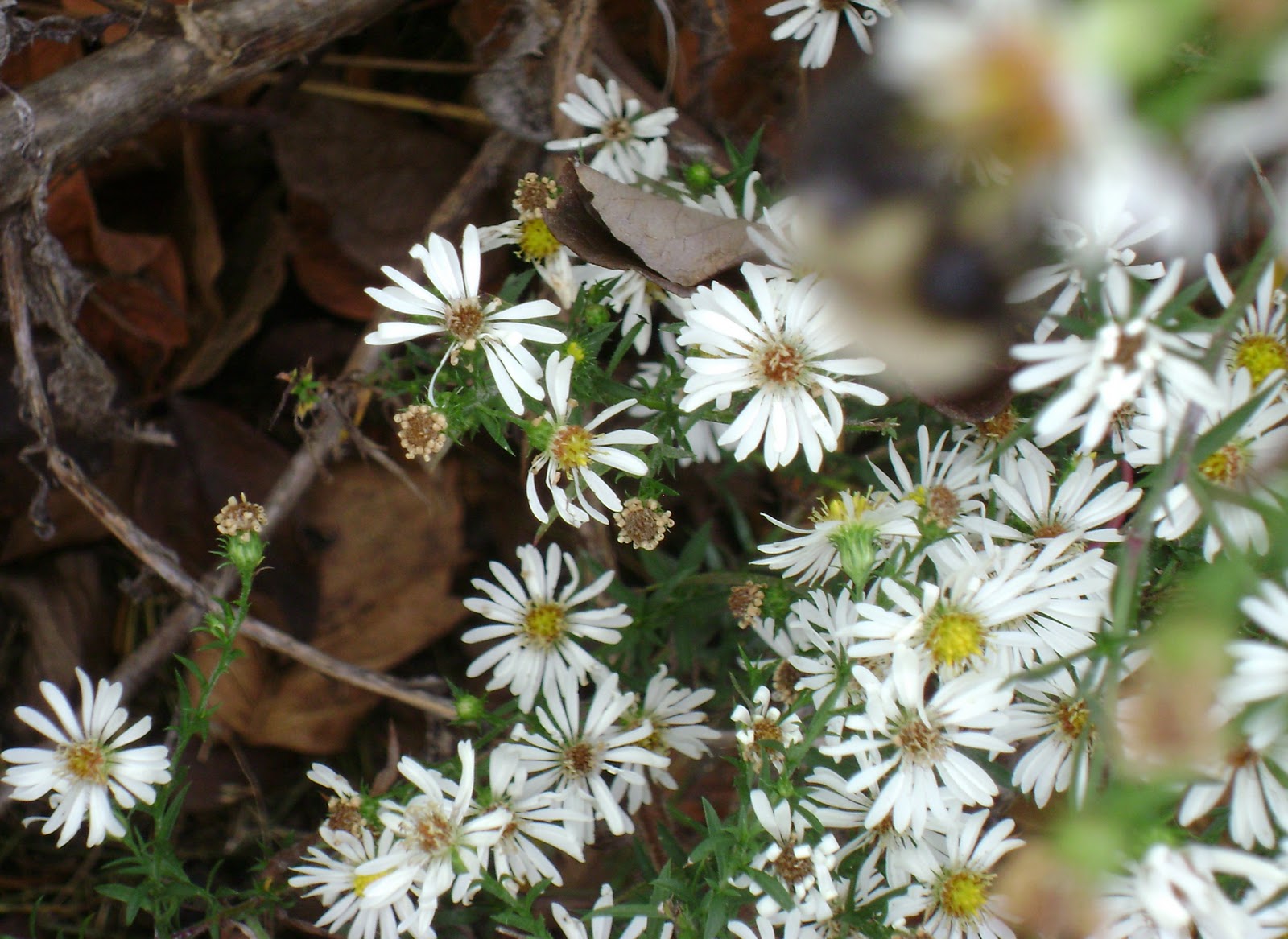Prairie Rose's Garden: Wildflower Wednesday: "Frosty" Blooms