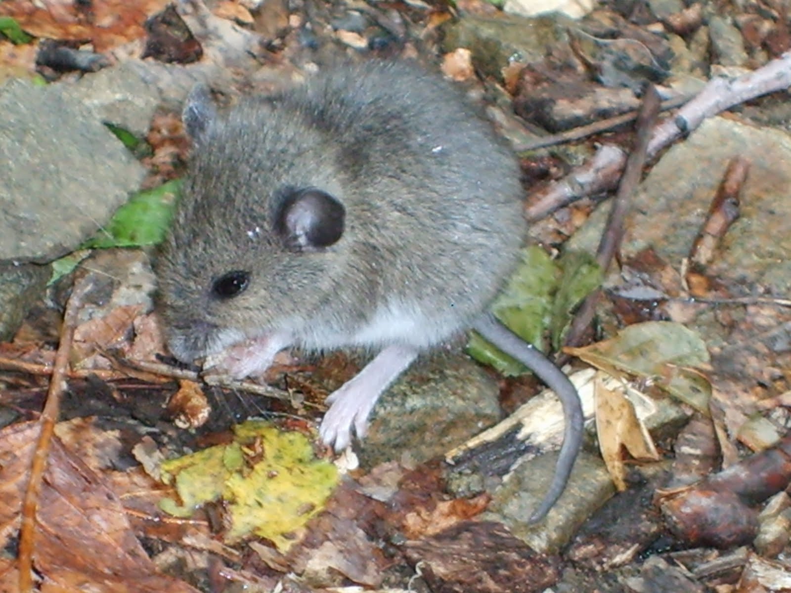 Old Rag Mountain Steward: Of Mice and .... HIKERS
