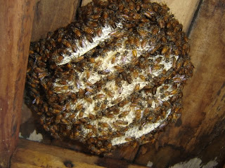 The Hive: 'Apis cerana Indica', our local species