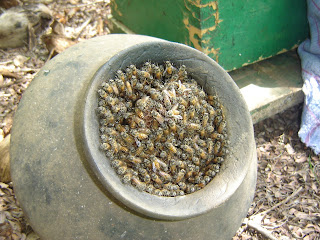 The Hive: 'Apis cerana Indica', our local species