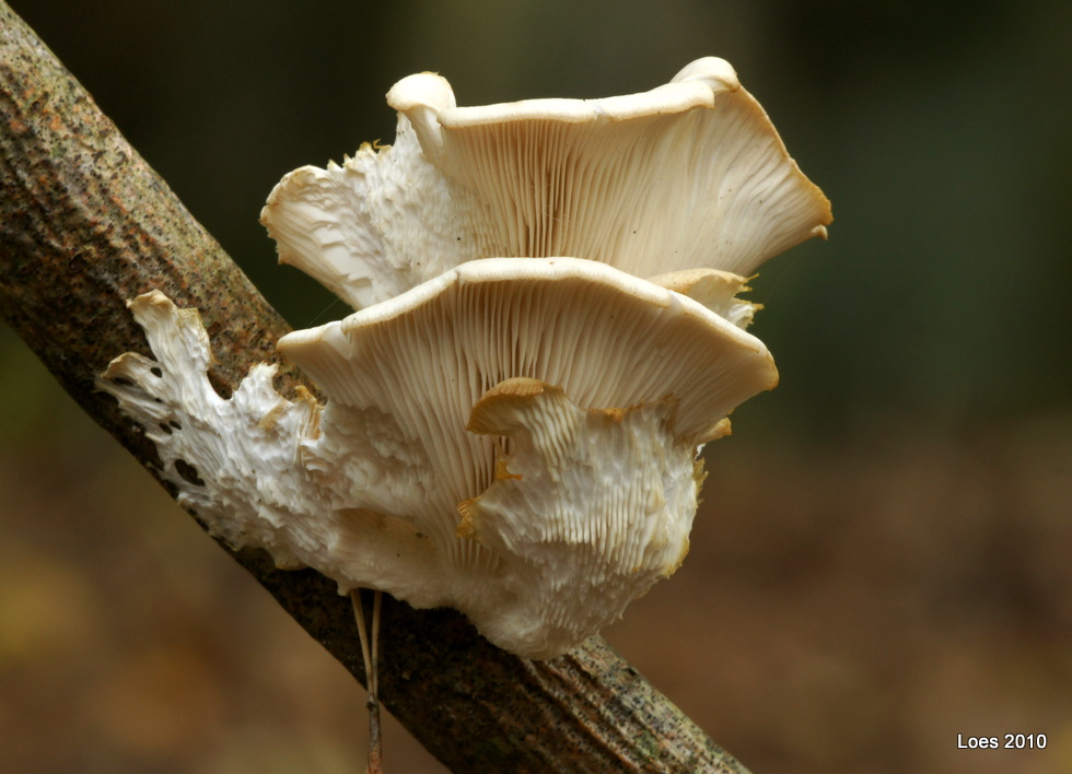 Oefening baart kunst? De uitdaging: Hoorneboegse Heide