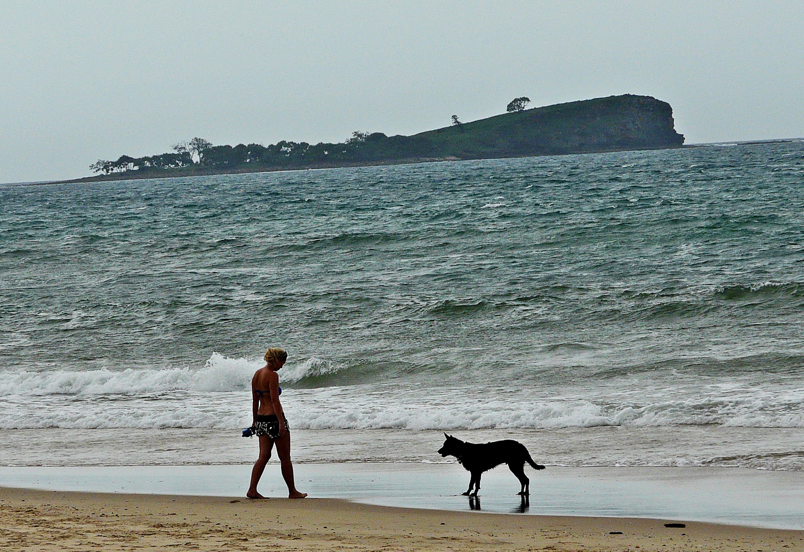 Mysteries: Amazing Dog Stories