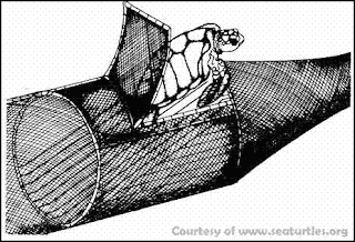 Doin' Costa Rica: Costa Rica to Sea Turtles, "Piss OFF!"