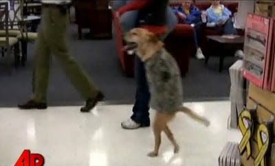 Life is like a chameleon: Inspirational: A Story of A 2 Legged Dog ...