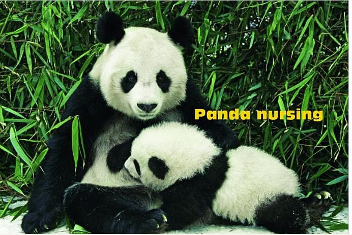 Blacktating: Busy Pandas: What are they doing?