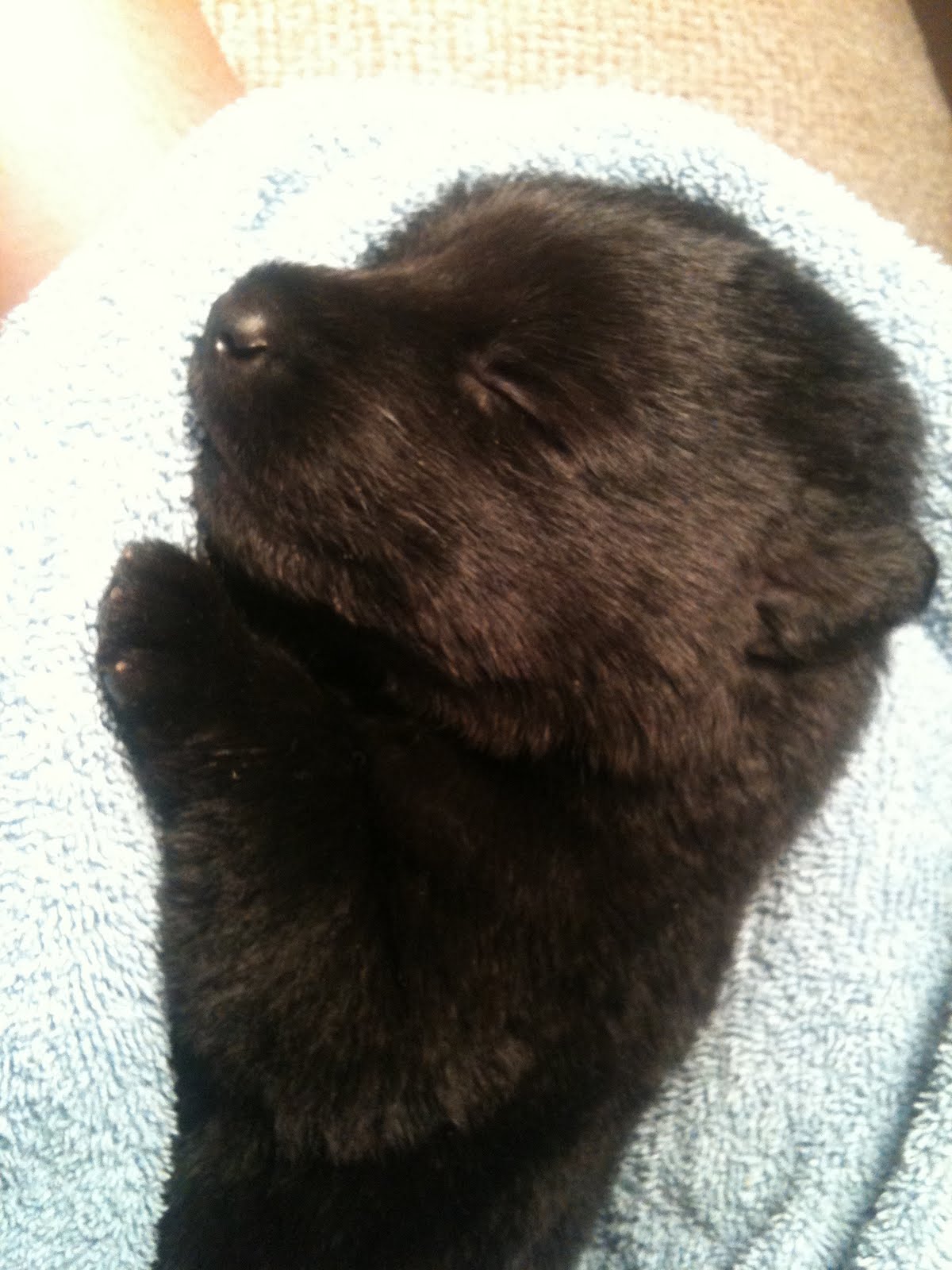 Marisa miller ipod bikini :: vans x marisa miller