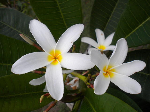 Bunga kemboja plumeria frangipani: Mengamuk di kebun kemboja