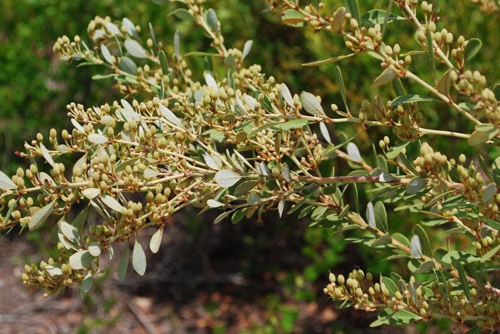 Space Coast Wildflowers: Cruickshank Sanctuary, June 9, 2010